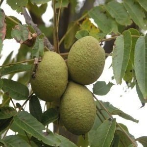 Chinese supplier Brown fine powder 5:1,10:1 TLC Black Walnut Hull Extract