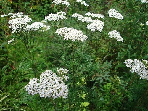 Whole herb extract 5:1,10:1 TLC Achillea Millefolium Extract, Yarrow Extract