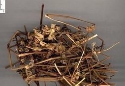 10:1 TLC Geranium Brown Yellow fine powder Wilfordii Extract, Geranium robertianum extract