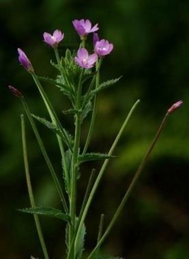 Chinese willow herb,Fireweed Extract,Epilobium Angustifolium Extract 10% Polyphenols,10:1