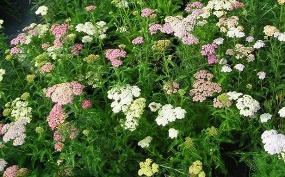 China natural Whole herb extract 10:1 Alpine Yarrow Herb Extract, Yarrow Extract