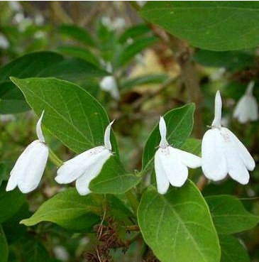 Anti-bacterial and anti-parasitic 10:1 Agrimory Extract