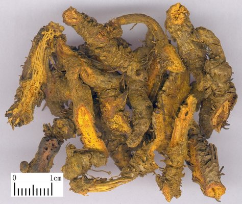 Chian Supply 5:1 TLC Coptis chinensis Franch. Root Extract, Rhizoma Coptidis Extract