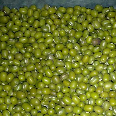10:1 Phaseolus radiatus L. Seed Extract, Mung Bean Extract, Phaseolus radiatus Extract