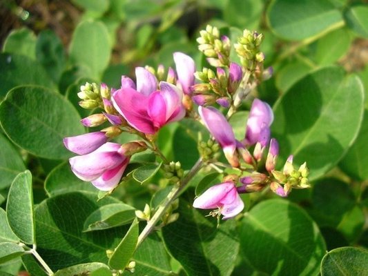 5:1,10:1 Lespedeza Capitata P.E. Extract,Lespedeza bicolors Turcz. Stem and Leaf Extract
