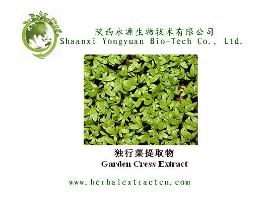 Medical herbal 10:1 TLC Garden Cress Extract, Lepidium Sativum Extract,Lepidium Extract