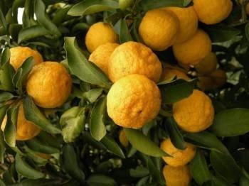 Fructus Citri Extract/ Citrus medica Extract/ Citrus wilsonii Tanaka Extract Fruit 10:1