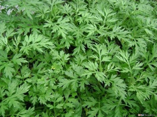 Hot selling Aiye Leaf P.E. Extract 10:1 TLC Brown-yellow powder