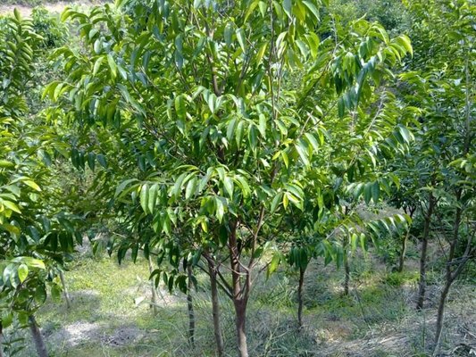 Promoting blood circulation Agilawood Extract agarospisrol 10% TLC