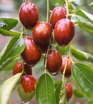 Hot sell Wild Jujuba Extract,Jujuba P.E. Spine Date Seed P. E. Semen Ziziphi spinosae P.E.