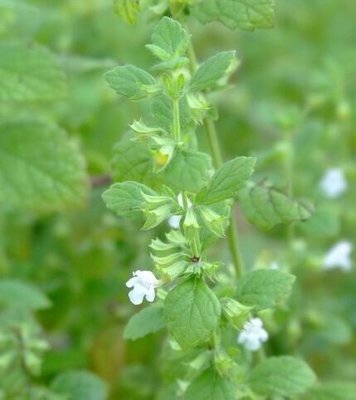 Factory supply Lemon Balm P. E.,Lemon Balm Extract, Melissa Extract,Flavone 3%, 5: 1