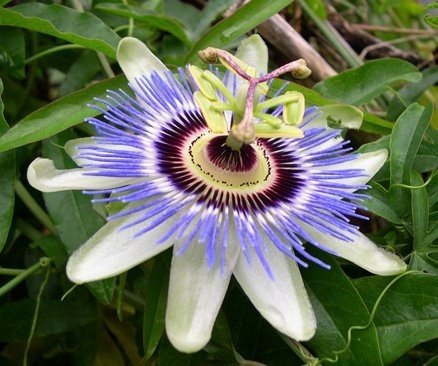 Anxiety and insomnia Passion Flower extract/Passiflorae herba Extract,5% Flavones UV