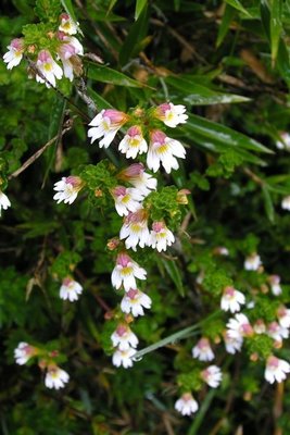 Improve vision, relieve visual fatigue,Diuretic Eyebright Extract 10:1 TLC