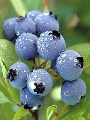 Bilberry Extract, Cranberry Extract,anthocyanidins 5-10% ; Proantho Cyanidins 5%-35% UV