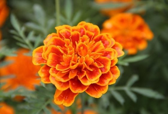 CAS No.: 547-17-1Tagetes erecta L. flower extract,Lutein Esters 5%,10%,20%,60%,70%,80%,90%