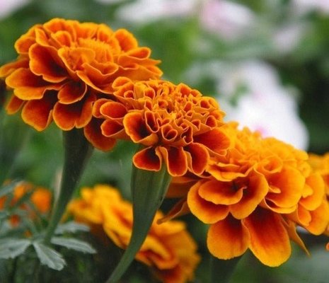 Improve vision; natural pigment Lutein,Xanthophyll Marigold Extract 5% 10% HPLC