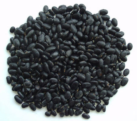 Sesamin Extract