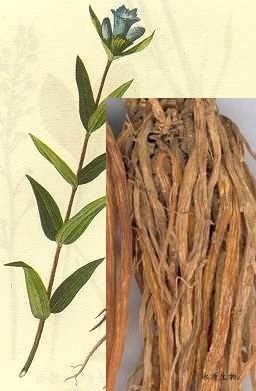 Gentiopicrin 1.5%,3%HPLC;10:1 Gentiane radix P.E., Gentian Root P.E.,Gentian Extract
