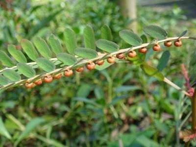 Phyllanthus Amarus herb Powder Extract(Phyllanthus Urinaria Extract)(Under leaf pearl extr