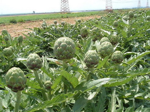 Artichoke Extract, Artichoke Leaf Extract Cynarin 2.5% 5% ,Caffeoylquinic Acids13-18%,10:1