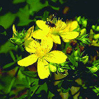 100% Natural St.John's wort Extract/ Hyperici heba Extract/Hypericin 0.3%