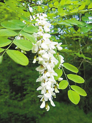 Preventing vascular disease 10:1 TLC Flos Sophorae Extract (Sophora Flower Extract)
