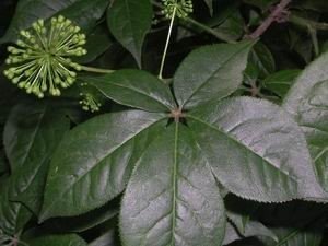 Siberian Ginseng P.E. Eleuthero Root P.E. Siberian Ginseng Extract, Eleutheroside 0.8%1.0%
