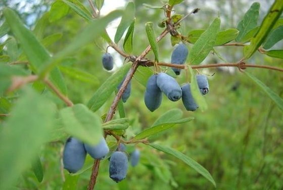 100% Natural Lonicera coerulea extract,Sweet berry honeysuckle extract Anthocyanin 5%, 25%