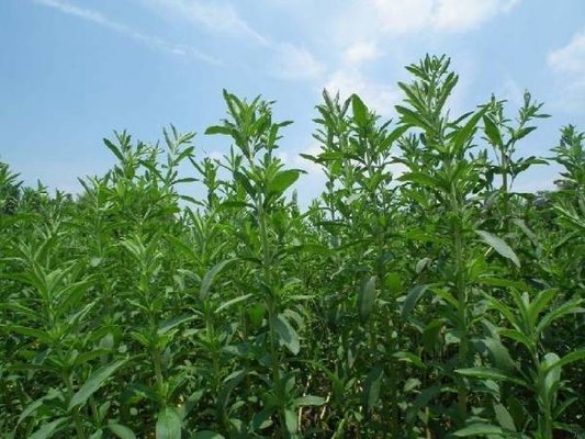 Best price Stevia Leaf Extract (Sweetening chrysanthemum P.E.) Stevia Glycosides 90%,95%