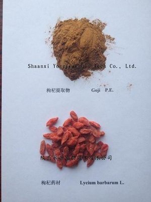 Chinese Wolfberry P.E