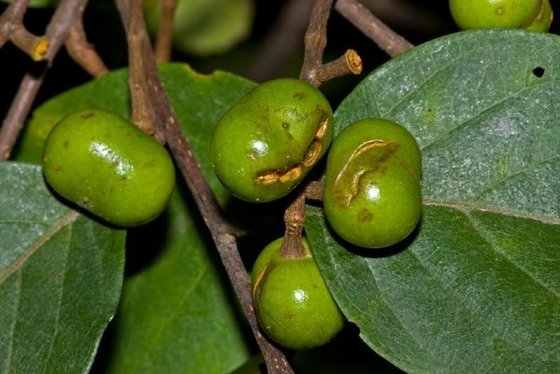 Pure 13% Sterols Pygeum Bark Extract/Pygeum Africanum Bark Extract In Bulk