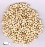 Hot Sale Natural Organic semen coicis extract/Semen Coicis P.E. Coix seed flour
