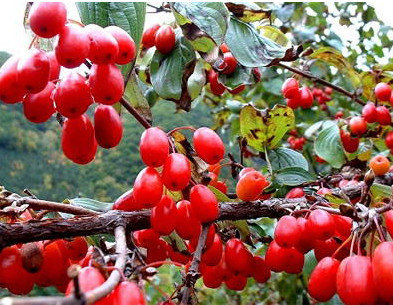 100% lowest price Dogwood extract 10:1 Cornus officinalis extract/ Asiatic Cornelian Cherr