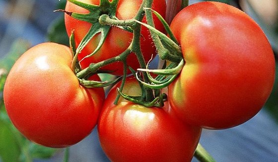 100% Natural Solanum lycopersicum Tomato Extract/Lycopene/ Love Apple Extract