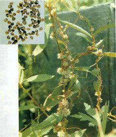 Free sample best price pure natural Semen Cuscutae Chinese Dodder Seed Extract