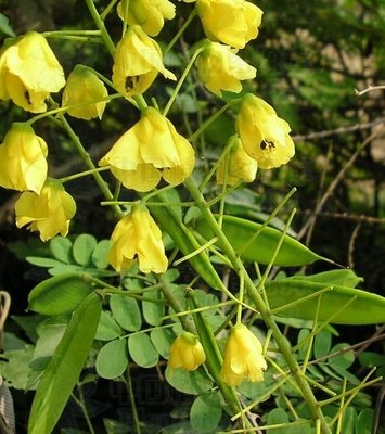 High Quality China wholesale Nomame Semaherb P.E. Cassiolamine/Cassia nomame extract