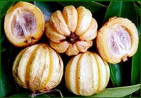 New Loss Weight Hca 50% 60% Garcinia Cambogia Extract/Malabar Tamarind Extract