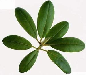 Banaba Leaf Extract Loquat Leaf Extract/Corosolic10%-30% For Nutritional Supplement