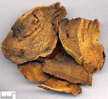Chinese Rhubarb Root P.E./Rheum Palmatum/Rhodiola Rosea P.E Extract
