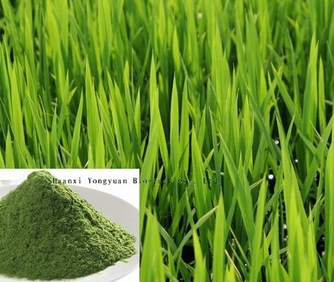TOP Quality Natural Whole plant extract Barley Grass Extract/ Wheat grass P.E.