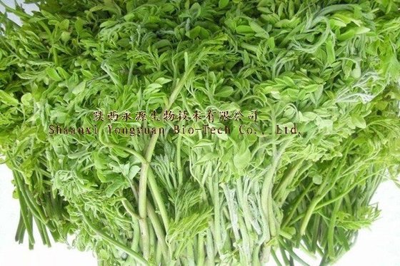 Rich in Vitamins A B C 10:1 nature Moringa oleifera Extract/ Moringa oleifera Leaf Extract