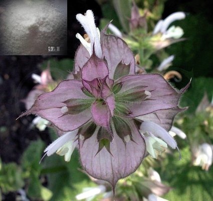 nature Purple perilla Seed powder Extract Sclareolide 97% HPLC
