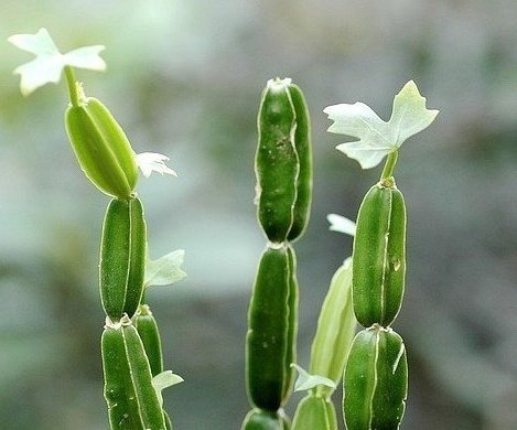 China supply 100% natural Cissus Quadrangularis Extract