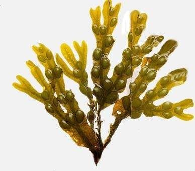 Natural herbal extract Fucus Extract,Fucus Vesiculosus Extract,Bladderwrack fucus Extract