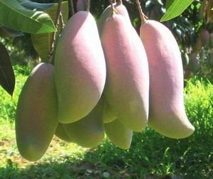 top quality Irvingia Gabonensis Seed Extract /best price Wild Mango Extract/African Mango