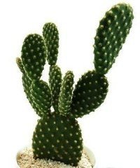Health Product Cactus Extract/Cactus Powder Price/ Hot Slimming/ Lowest Price