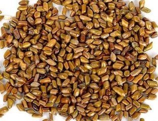5: 1 10: 1 20: 1Cassia Seed Extract/ Cassia Obtusifolia Extract/Cassia Tora Seeds Extract