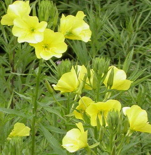 Evening Primrose oil Palmitic acid 4.0-10.0%,Stearic acid 1.0-4.0%,Oleic acid 4.0-11.0%