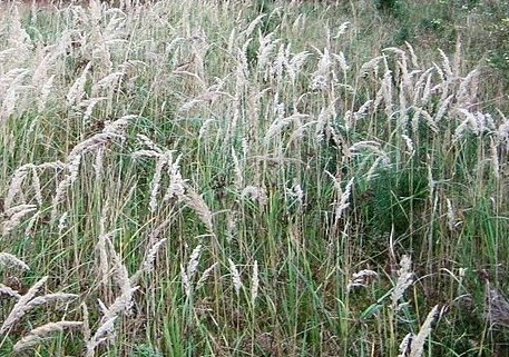 Natural herbal extract Calamagrostis Epigeios Extract 10:1 TLC