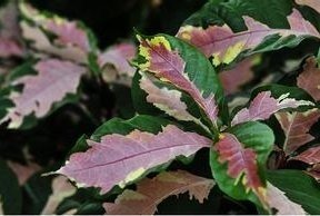 Extract Graptophyllum Pictum,Graptophyllum Pictum Extract, Graptophyllum pictum aqueous ex